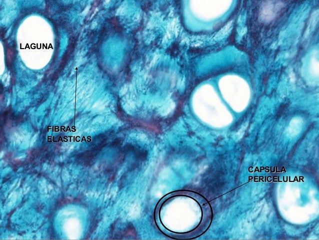 Cap 07-cartilago-hueso