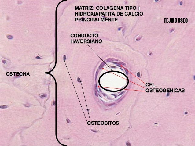 Cap 07-cartilago-hueso