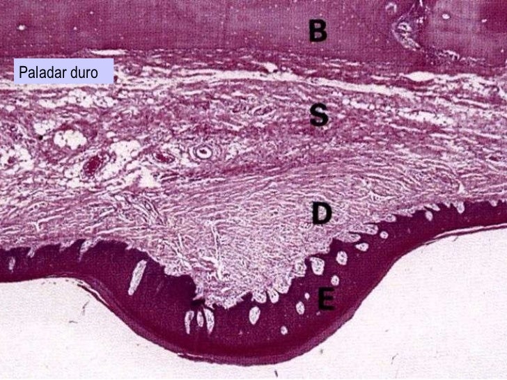 Histología - Cavidad Oral