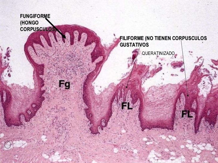 Histología - Cavidad Oral
