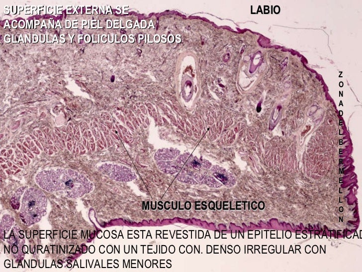 Histología - Cavidad Oral