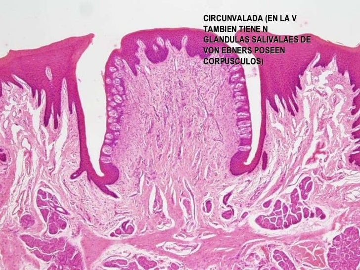 Histología - Cavidad Oral