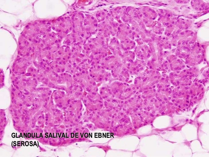 Histología - Cavidad Oral