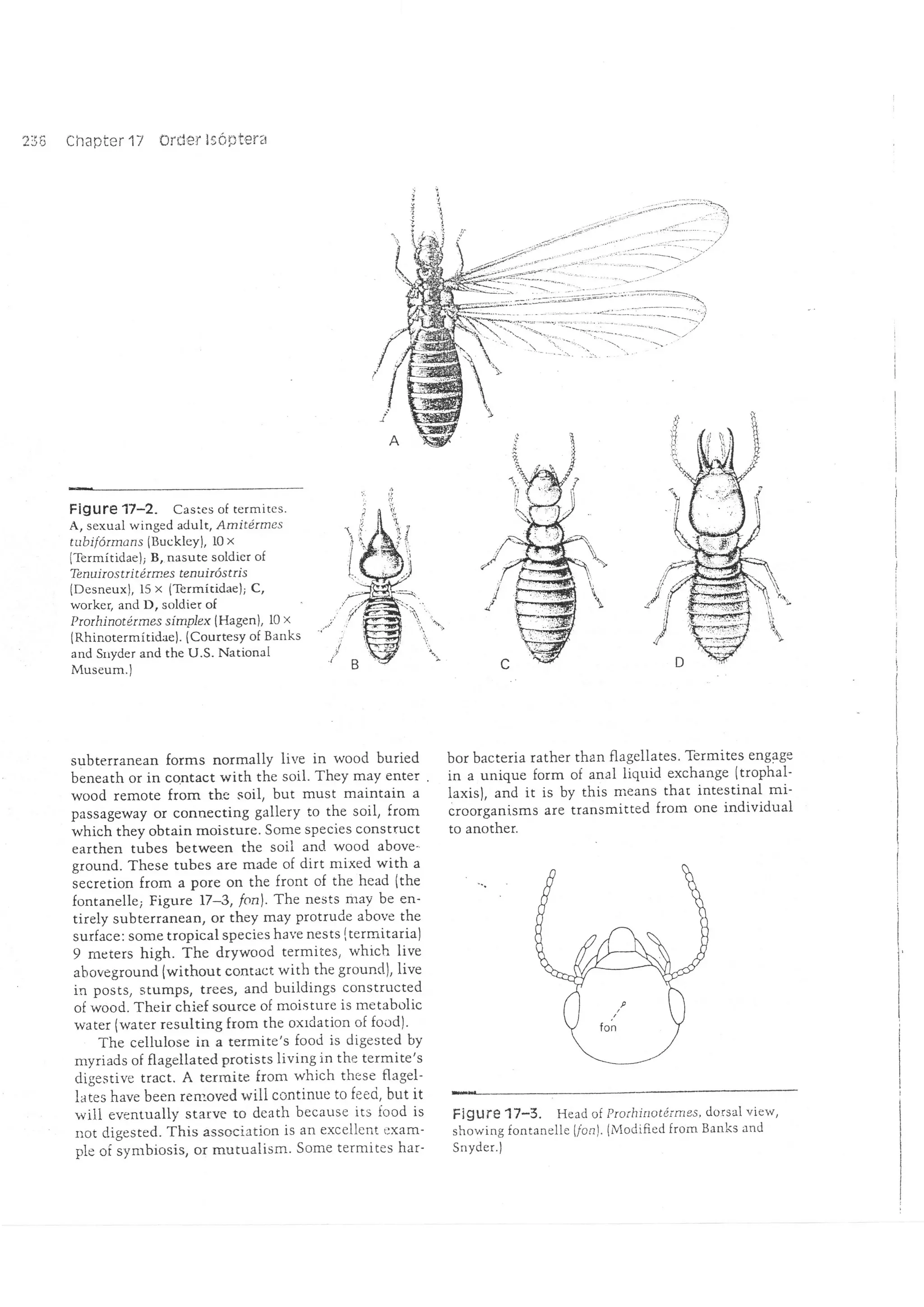 Cap 17-isoptera | PDF