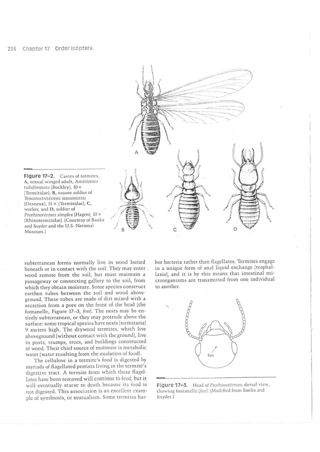 Cap 17-isoptera | PDF