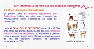 Cap.1 Desarrollo Histórico de Camélidos.pptx