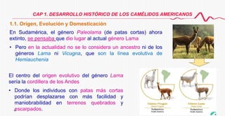 Cap.1 Desarrollo Histórico de Camélidos.pptx