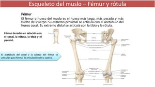 CAP. 8 SISTEMA ESQUELÉTICO ESQUELETO APENDICULAR.pptx