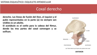 CAP. 8 SISTEMA ESQUELÉTICO ESQUELETO APENDICULAR.pptx