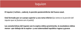 CAP. 8 SISTEMA ESQUELÉTICO ESQUELETO APENDICULAR.pptx