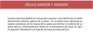 CAP. 8 SISTEMA ESQUELÉTICO ESQUELETO APENDICULAR.pptx