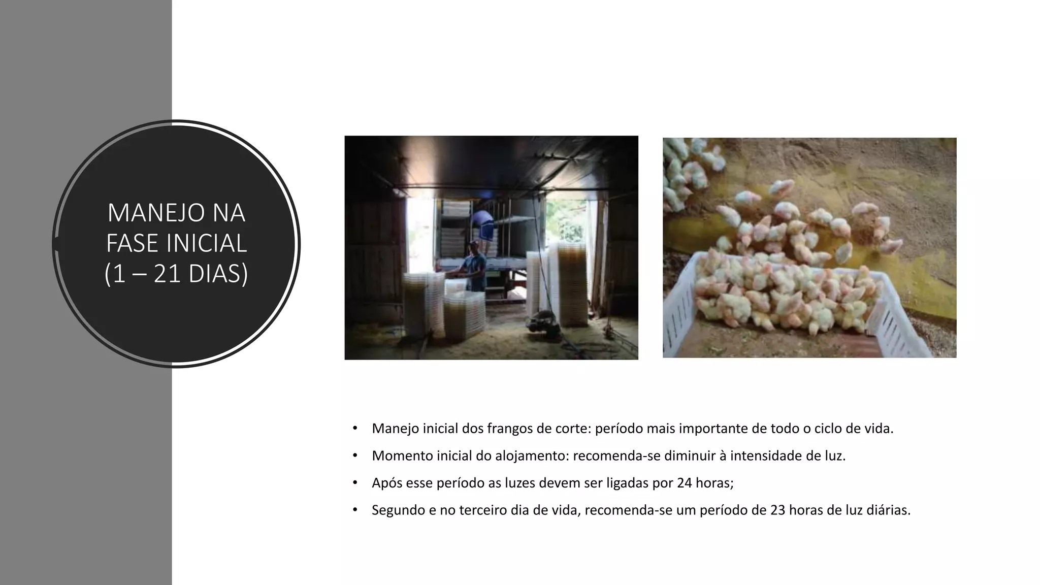 Cap. 4 - Manejo de frangos de corte (Parte 1).pptx