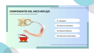 CAP. 3 - CONFIGURACIÓN INTERNA Y SISTEMATIZACIÓN DE LA MEDULA ESPINAL.pptx