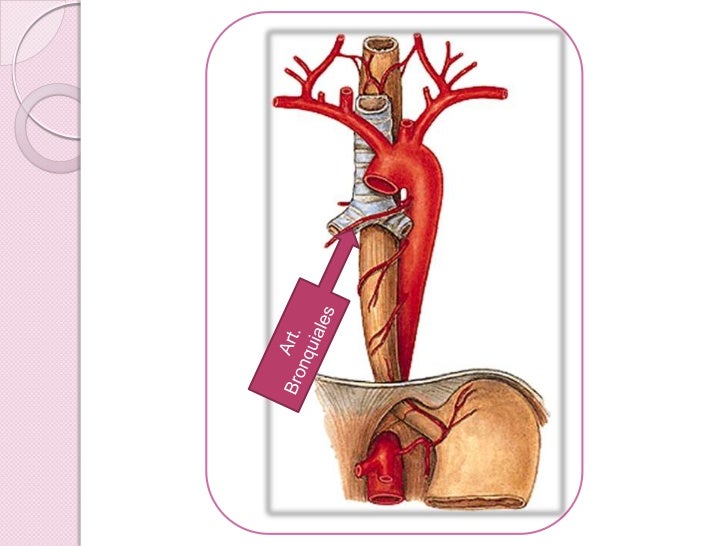 Esofago, Traquea Y Bronquios