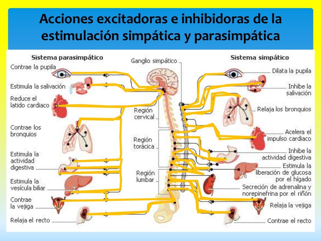 Sistemanerviososimpaticoparasimpatico Sistema