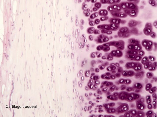 Cap07 cartílago y hueso Gartner Atlas de Histologia | PPT