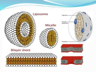 Thermal decomposition Crystallization and consistency Chemistry of fry ...