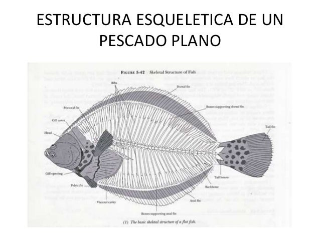 PESCADOS Y MARISCOS