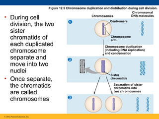 Chromosome Duplication And Distribution During Cell Division
