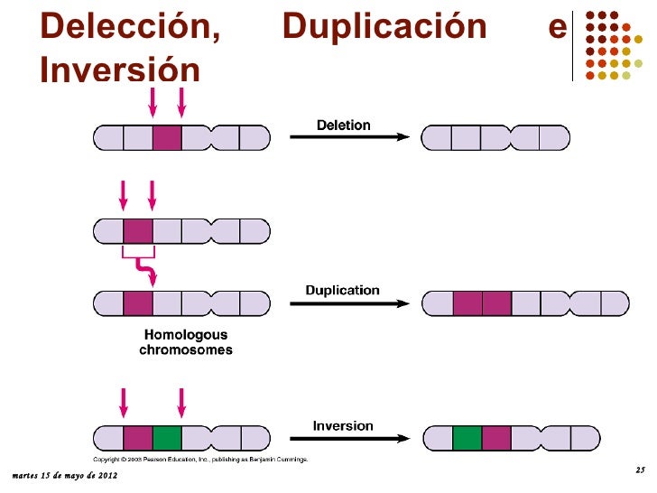 Cromosomas y la herencia humana