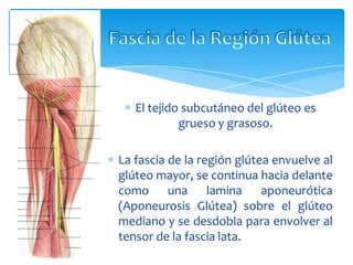 Cap 20, region glutea | PPTX