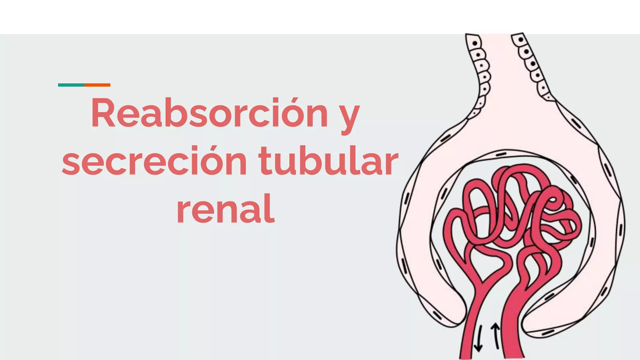 Cap 28 reabsorcion y secrecion tubular renal - Guyton y Hall | PPTX