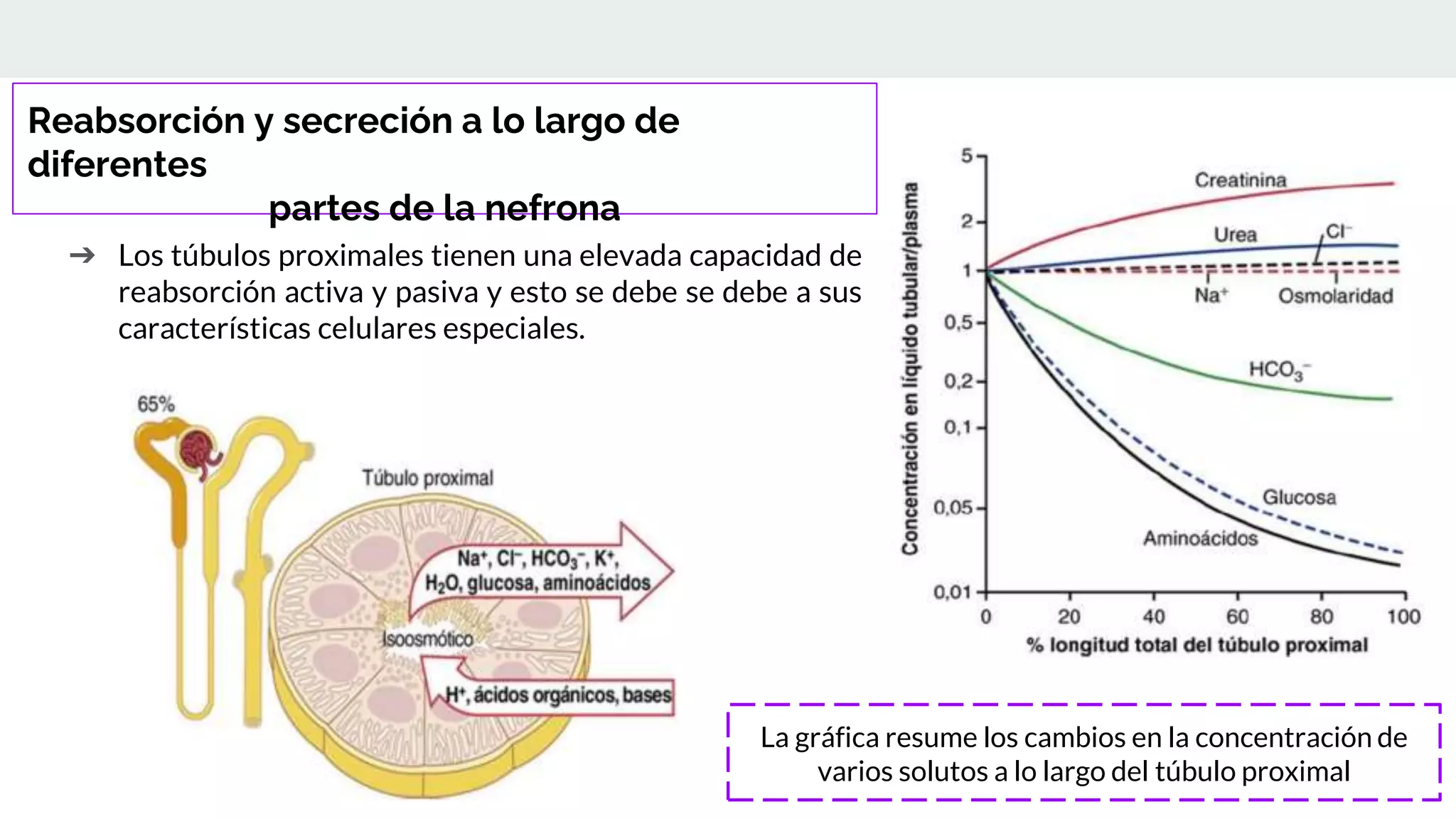 Cap 28 reabsorcion y secrecion tubular renal - Guyton y Hall | PPTX ...
