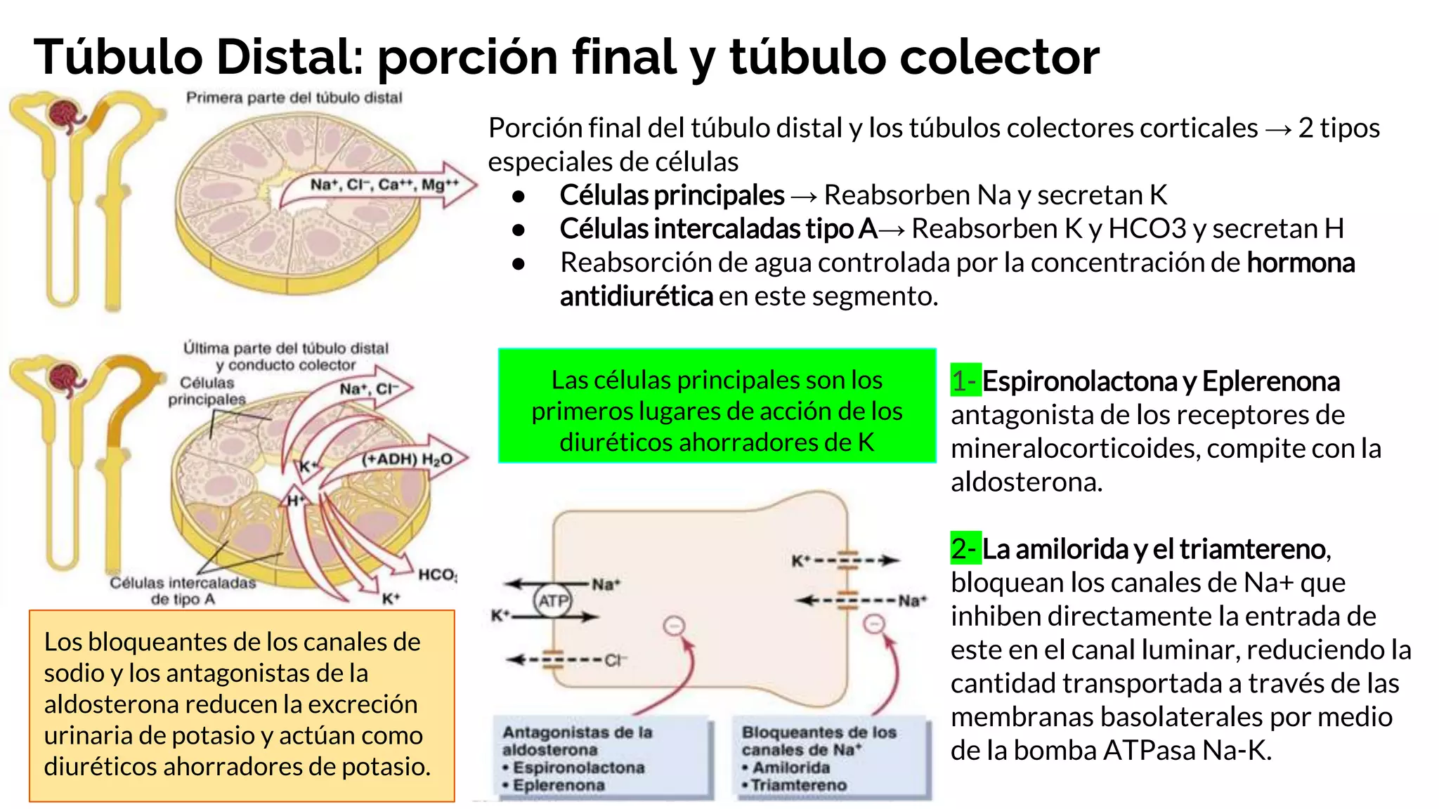 Cap 28 reabsorcion y secrecion tubular renal - Guyton y Hall | PPTX ...