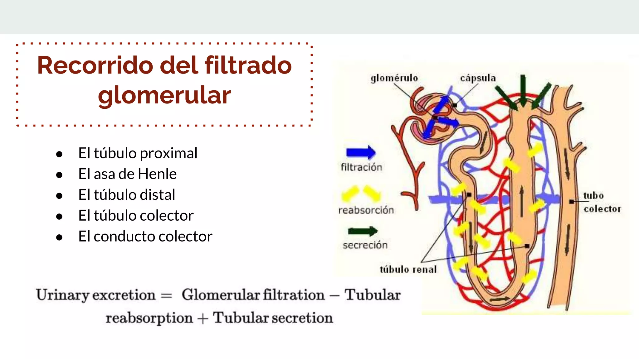 Cap 28 reabsorcion y secrecion tubular renal - Guyton y Hall | PPTX ...