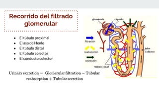 Cap 28 reabsorcion y secrecion tubular renal - Guyton y Hall | PPTX