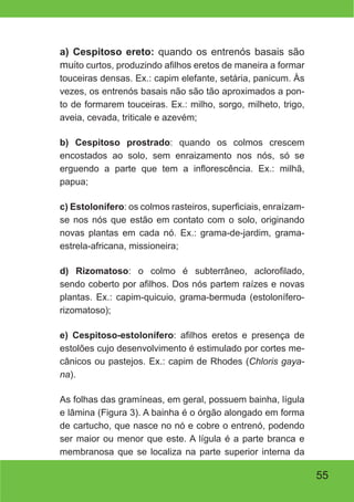 cap2 MORFOLOGIA DE GRAMÍNEAS.pdf