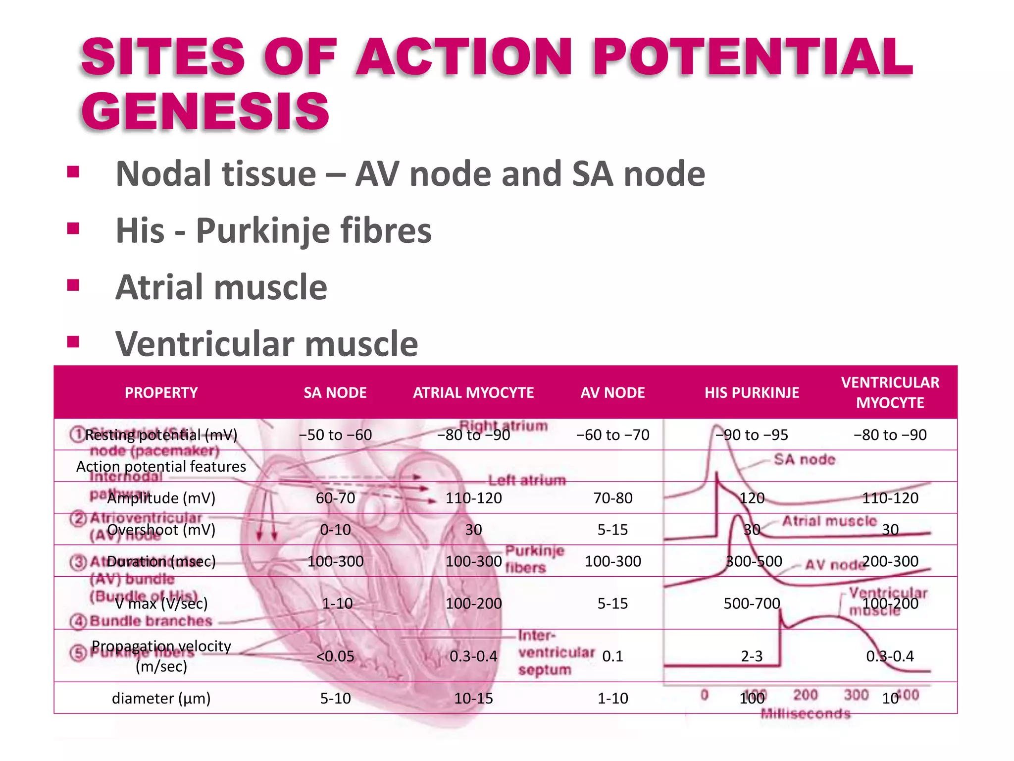 Cardiac action potential | PPTX