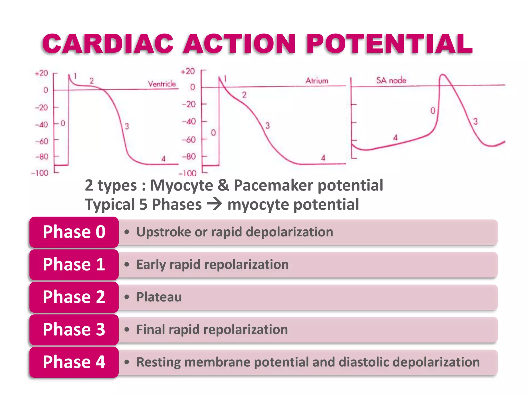 Cardiac action potential | PPTX