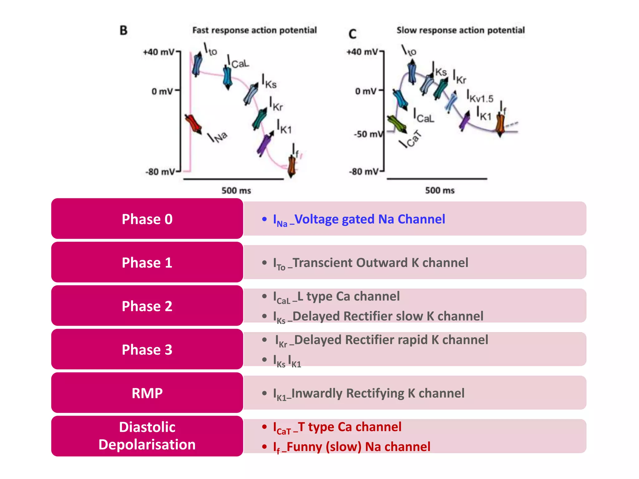 Cardiac action potential | PPTX