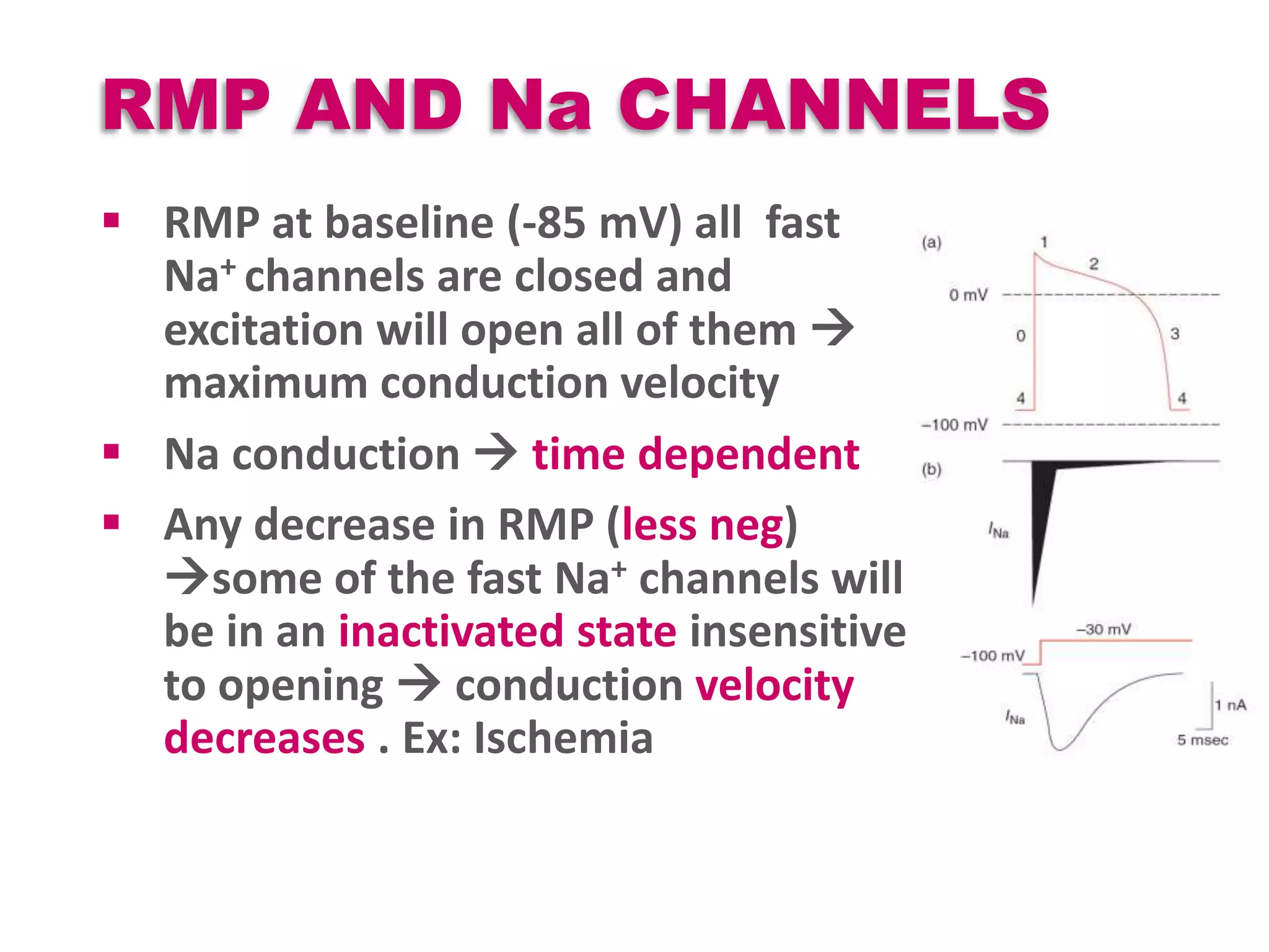 Cardiac action potential | PPTX