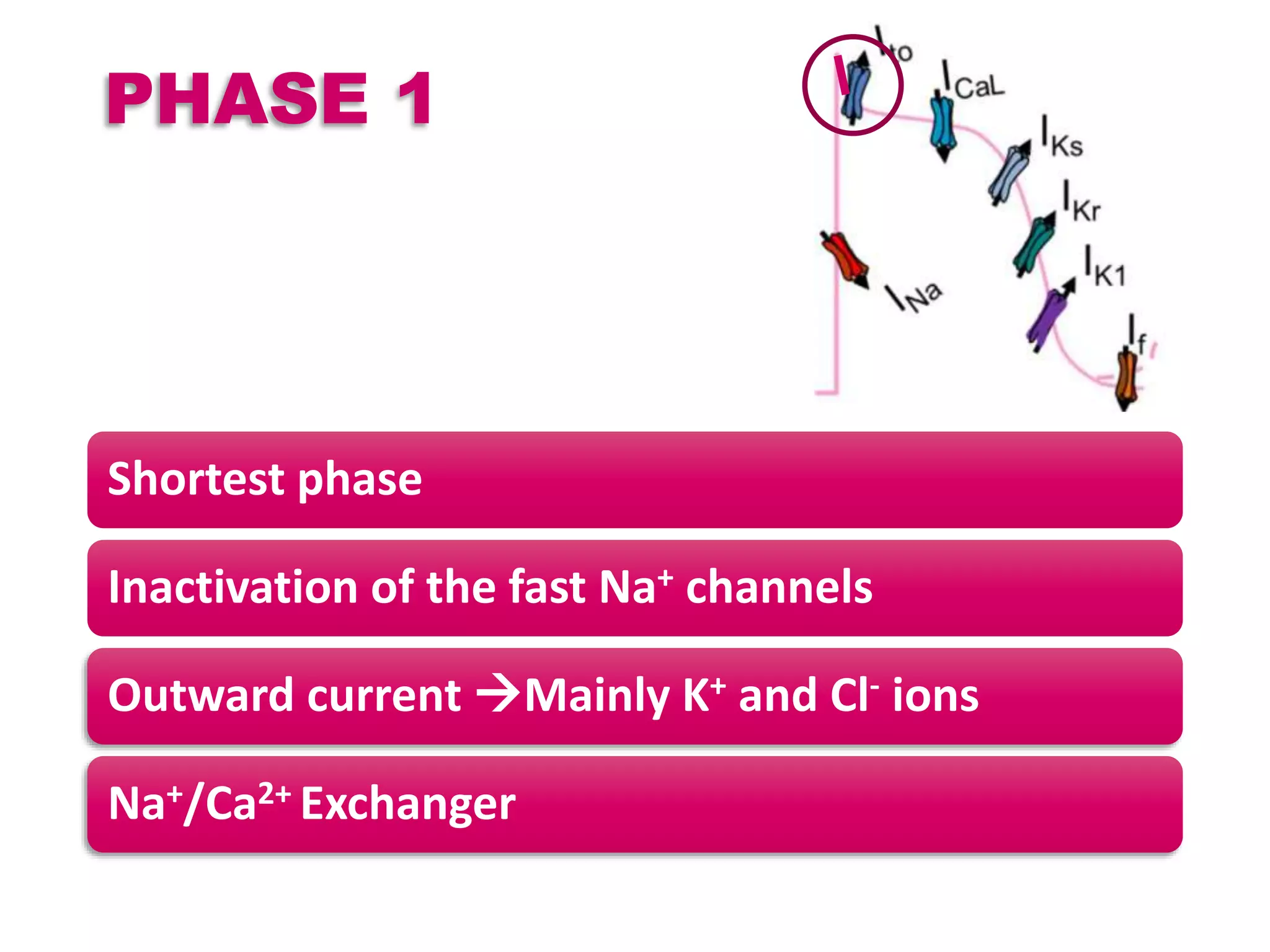 Cardiac action potential | PPTX