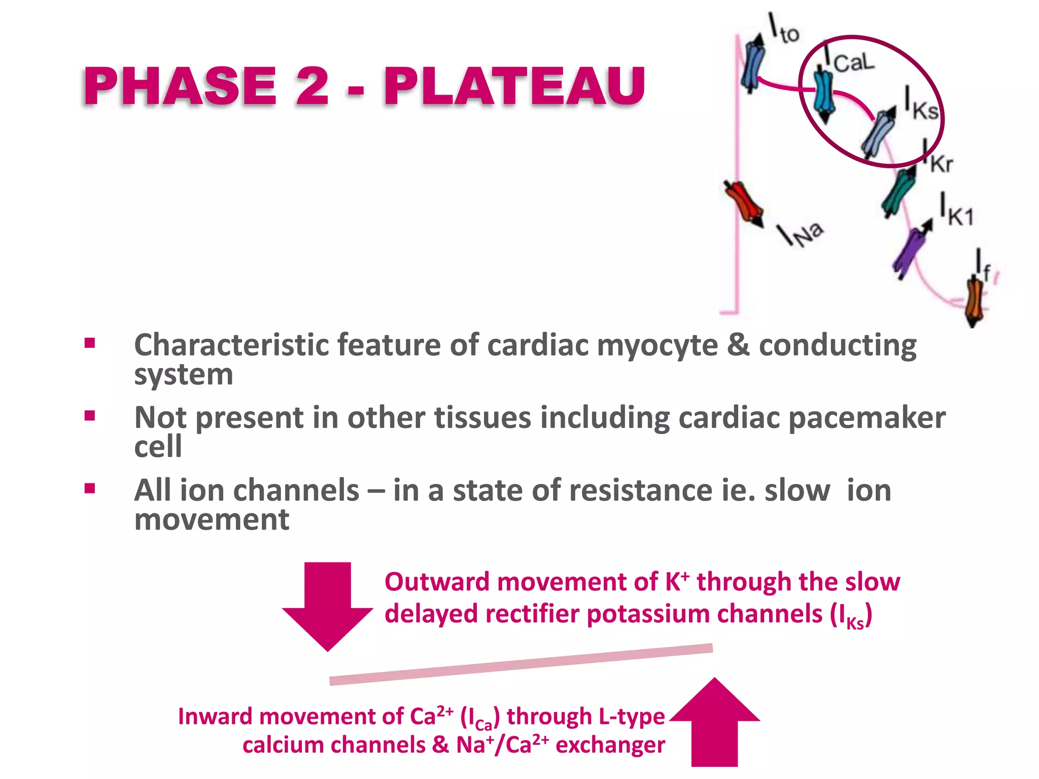 Cardiac action potential | PPTX
