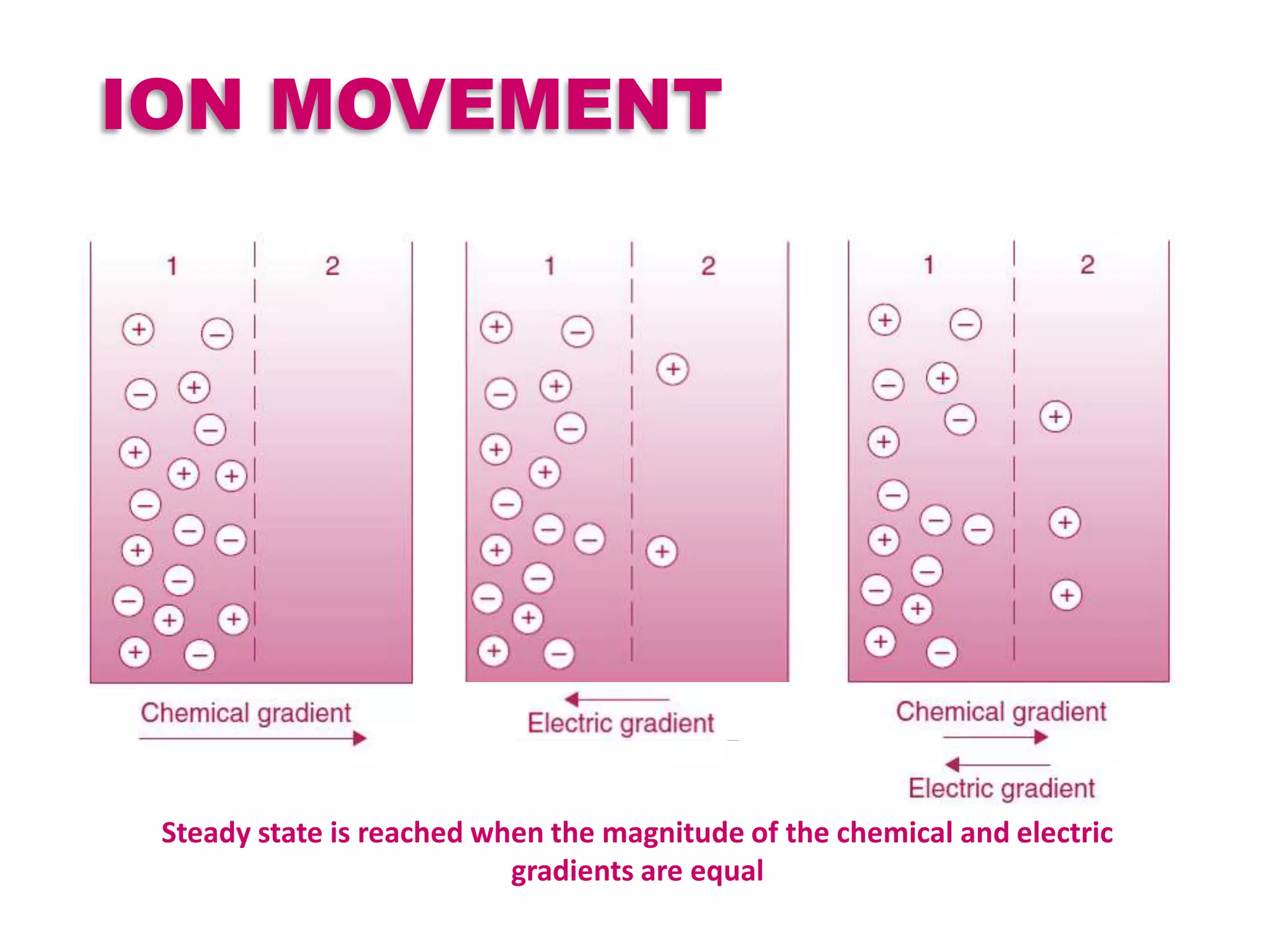 Cardiac action potential | PPTX