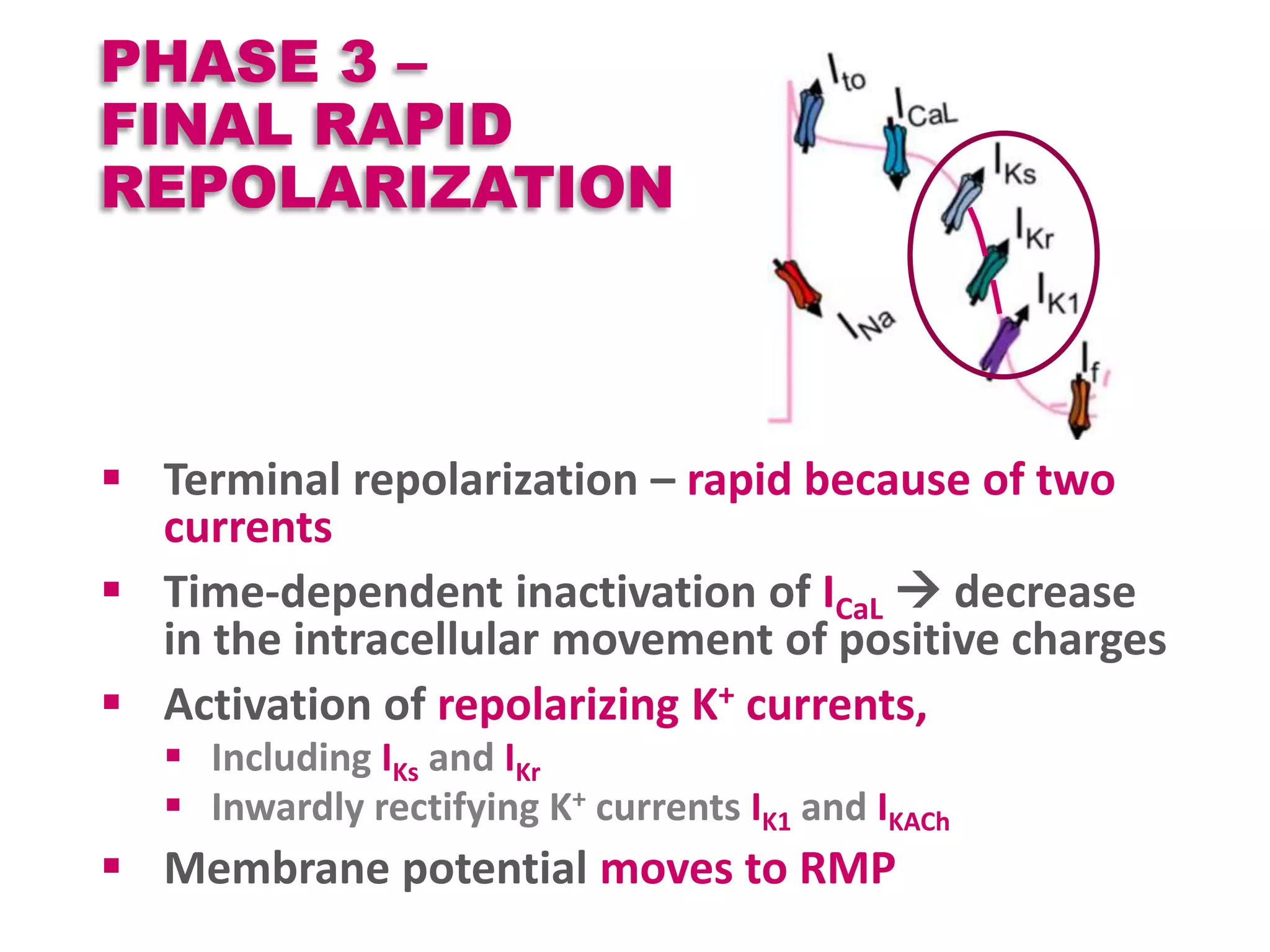 Cardiac action potential | PPTX