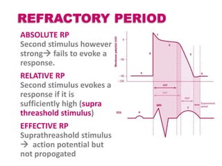 Cardiac action potential | PPTX