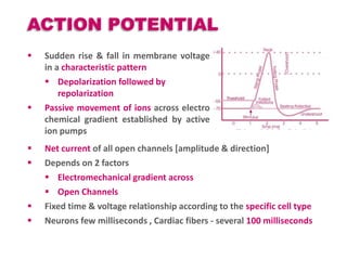Cardiac Action Potential Ppt