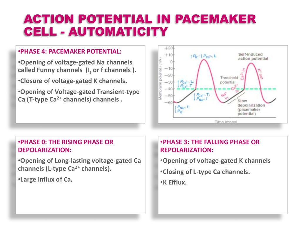 Cardiac action potential