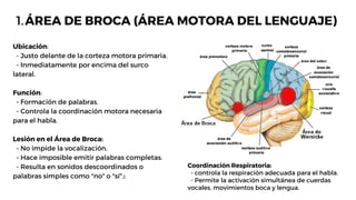 Cap 56 guyton fisiología control de la función motora | PDF
