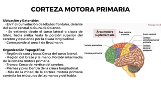 Cap 56 guyton fisiología control de la función motora | PDF