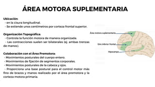 Cap 56 guyton fisiología control de la función motora | PDF