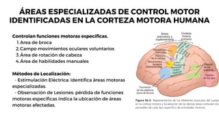 Cap 56 guyton fisiología control de la función motora | PDF