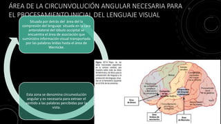 Cap 57 Fisiologia Humana Guyton & Hall "Corteza cerebral, funciones ...