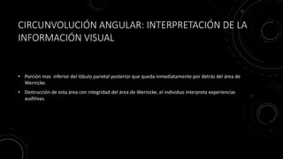 Cap 57 Fisiologia Humana Guyton & Hall "Corteza cerebral, funciones ...