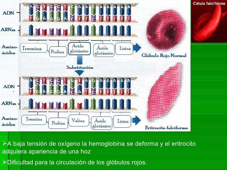 Cap 5 mutaciones IV°