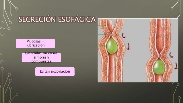 Secreciones tubo digestivo